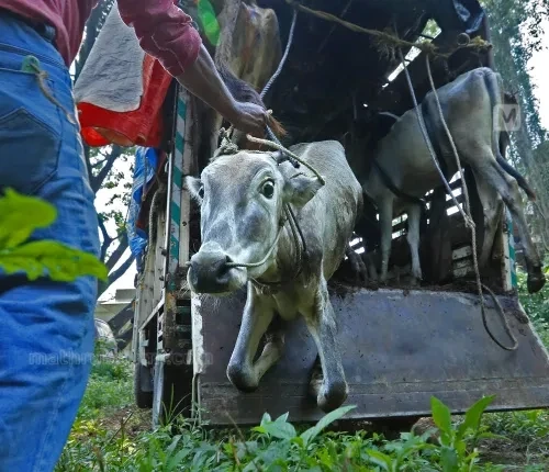 Kerala HC seeks govt reply on PIL alleging cruelty at cattle markets ...