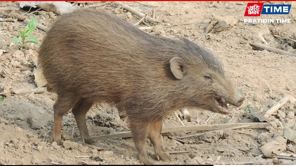 15 Captive-Bred Pygmy Hogs Released in Manas Grasslands in Major ...