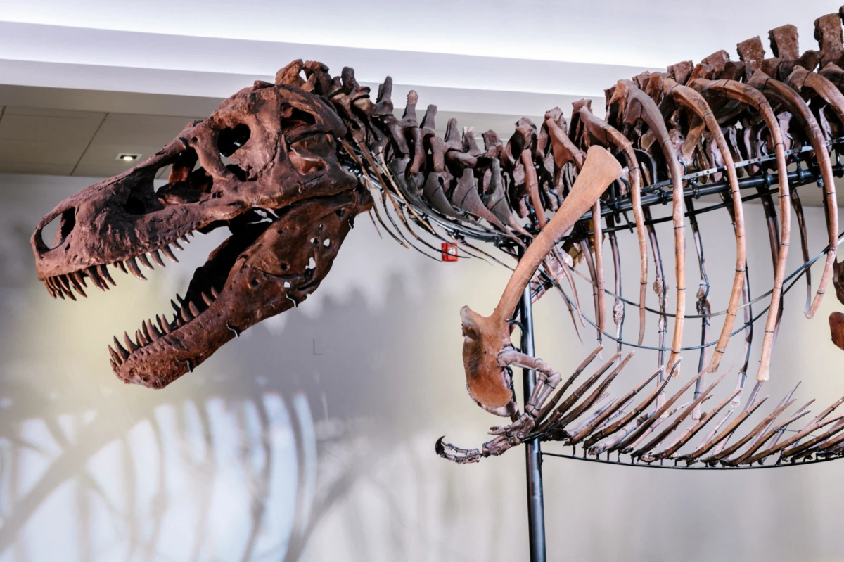 Here's how Tyrannosaurus ended up with a big head and small arms ...