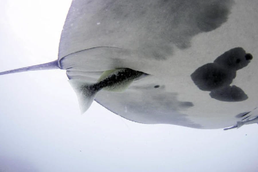 The remora and the manta ray... | Dailyhunt