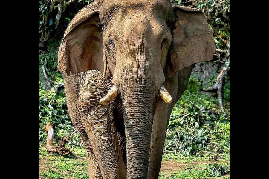 Kerala tusker Chillikomban dies after falling into canal in Tamil Nadu ...