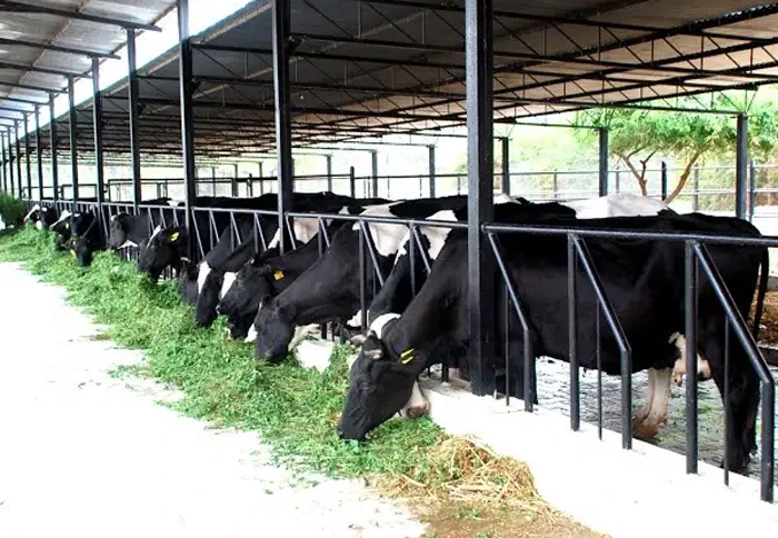 Dairy Farming-A Tool for Rural Women Empowerment | Dailyhunt