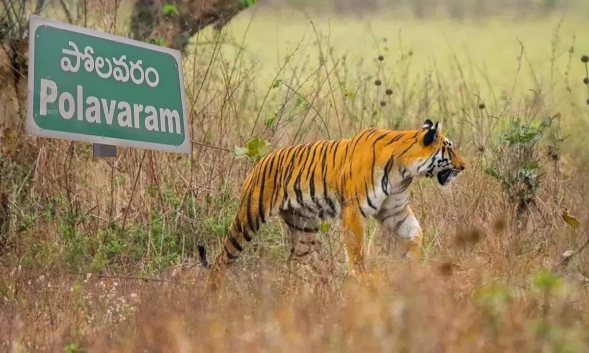 Forest Dept Deploys 19 Teams To Catch Tiger In Polavaram | Dailyhunt