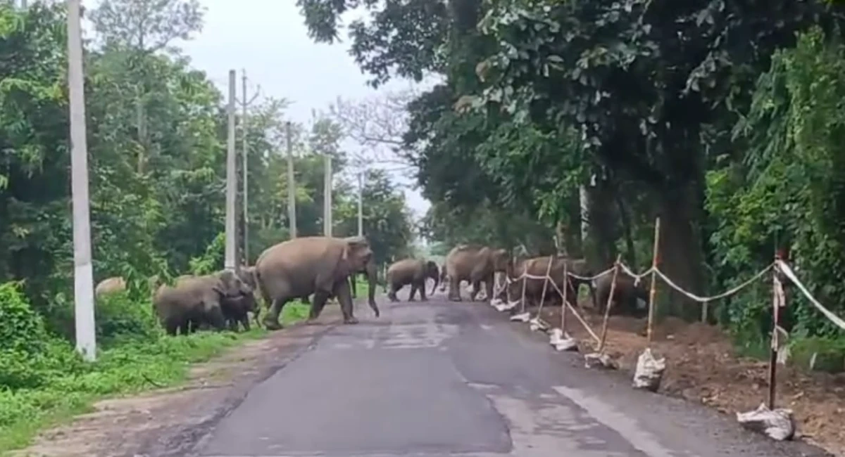 Assam's shrinking forests worsening elephant conflict: Study | Dailyhunt