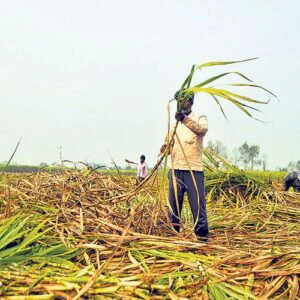 Cane committee board seeks cancellation of Kesar sugar mill land ...