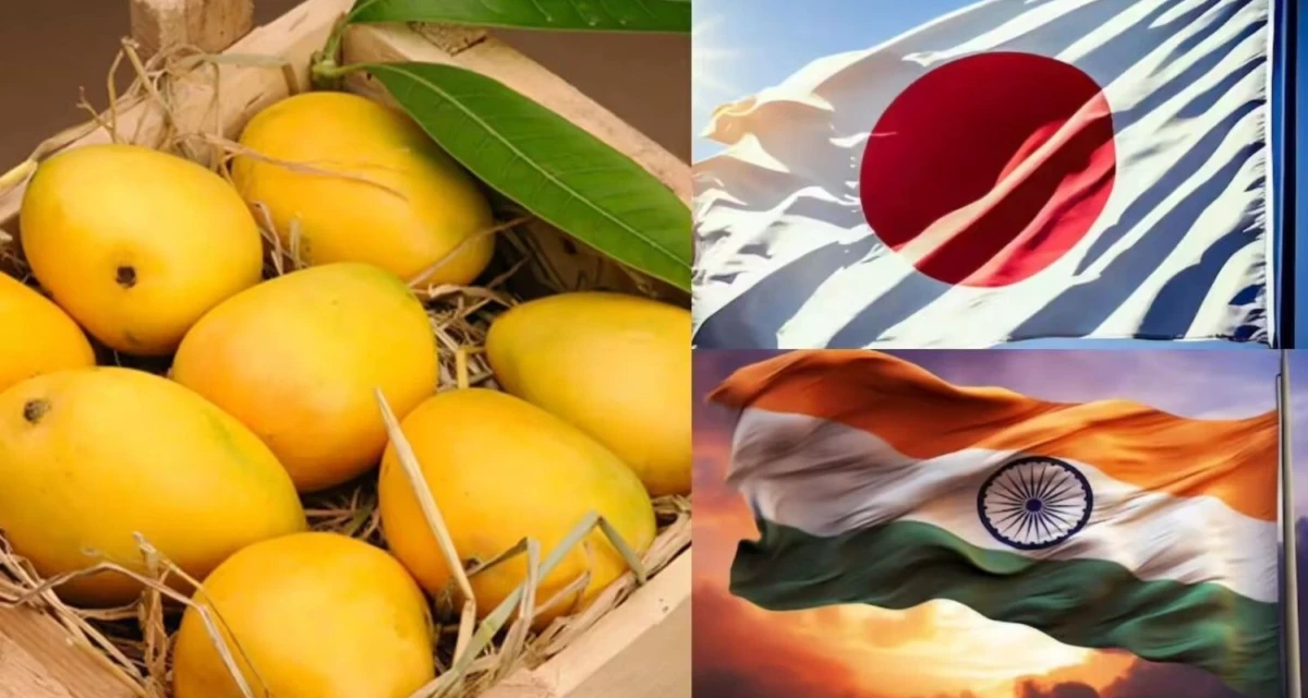 Japan bans Indian mangoes, cites gaps in fumigation process | Dailyhunt
