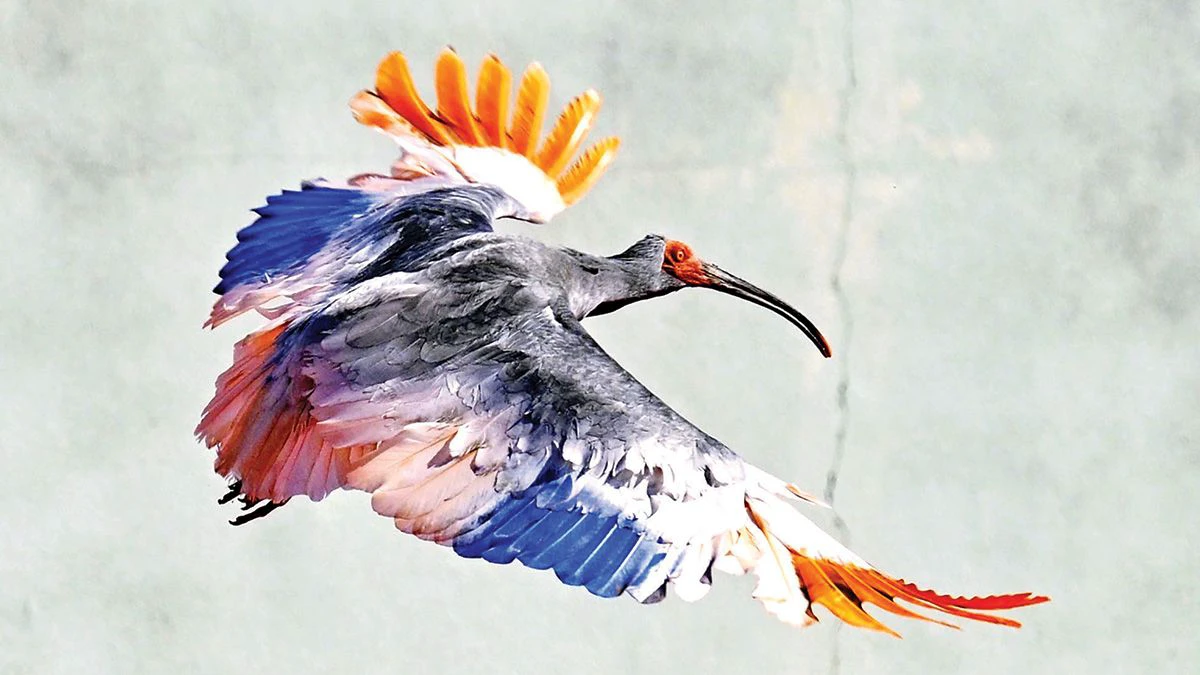 Rare ibises released decades after extinctionBirds extinct in Japan ...