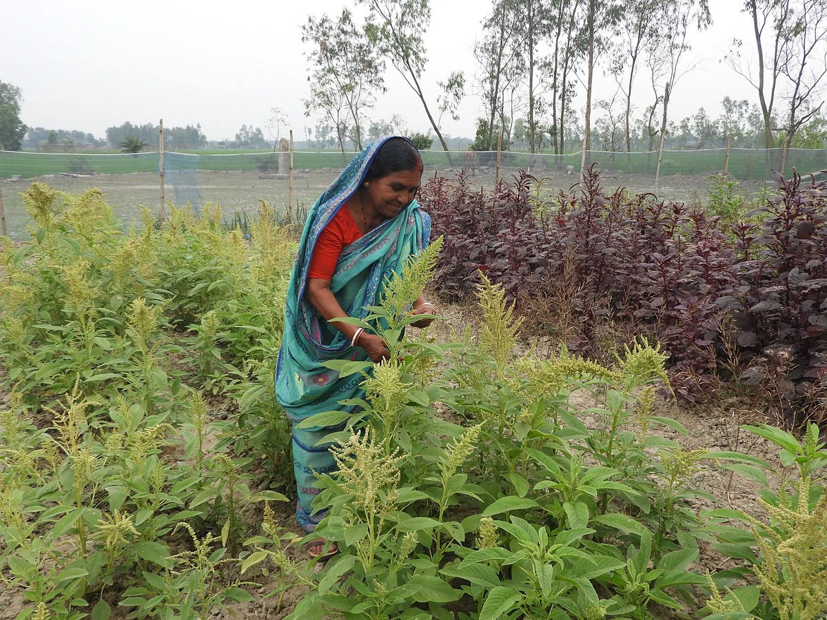International Seed Day 2026: In Bengal's fragile landscapes ...