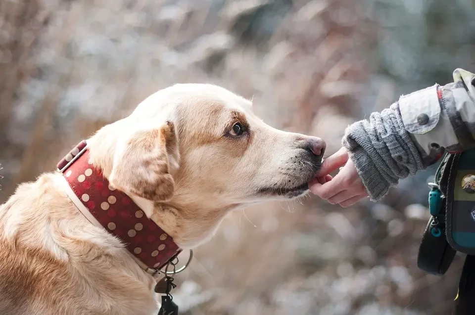 Woof woof! Can Chinese AI pet collar truly help you 'hear' your pet ...