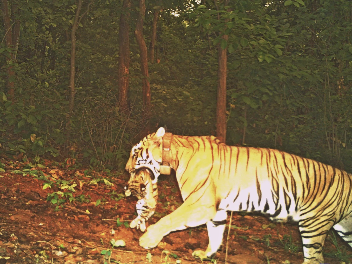 Tigress Jinath gives birth to four cubs in Similipal tiger reserve ...