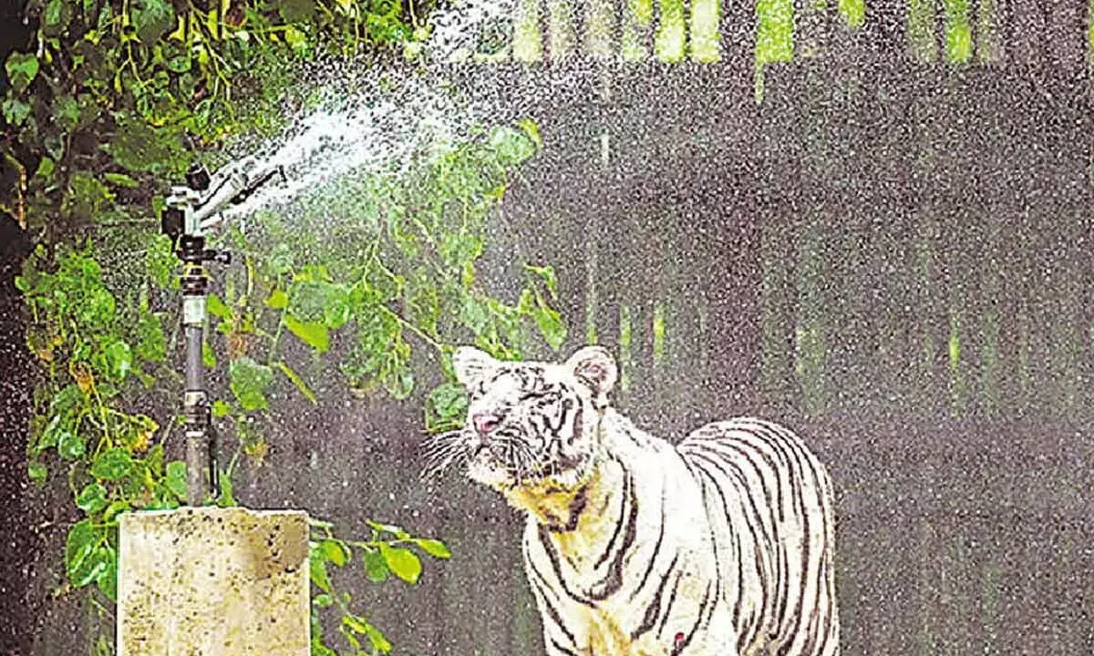 Delhi Zoo launches summer plan to beat the heat | Dailyhunt