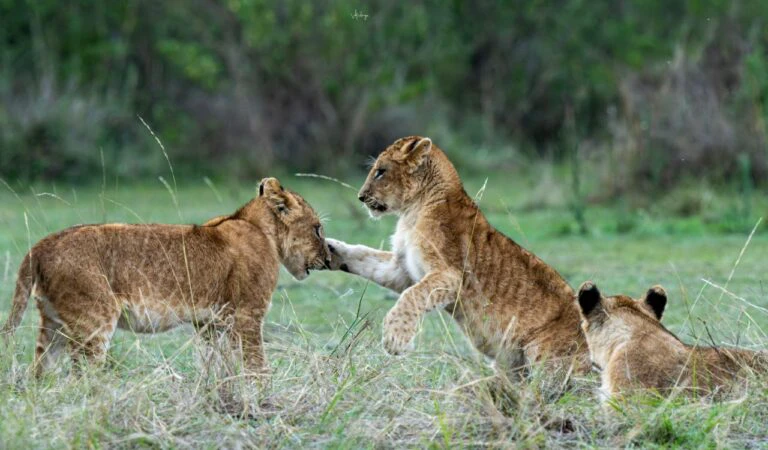 Eight lion cubs die of suspected Babesia infection: State forest ...