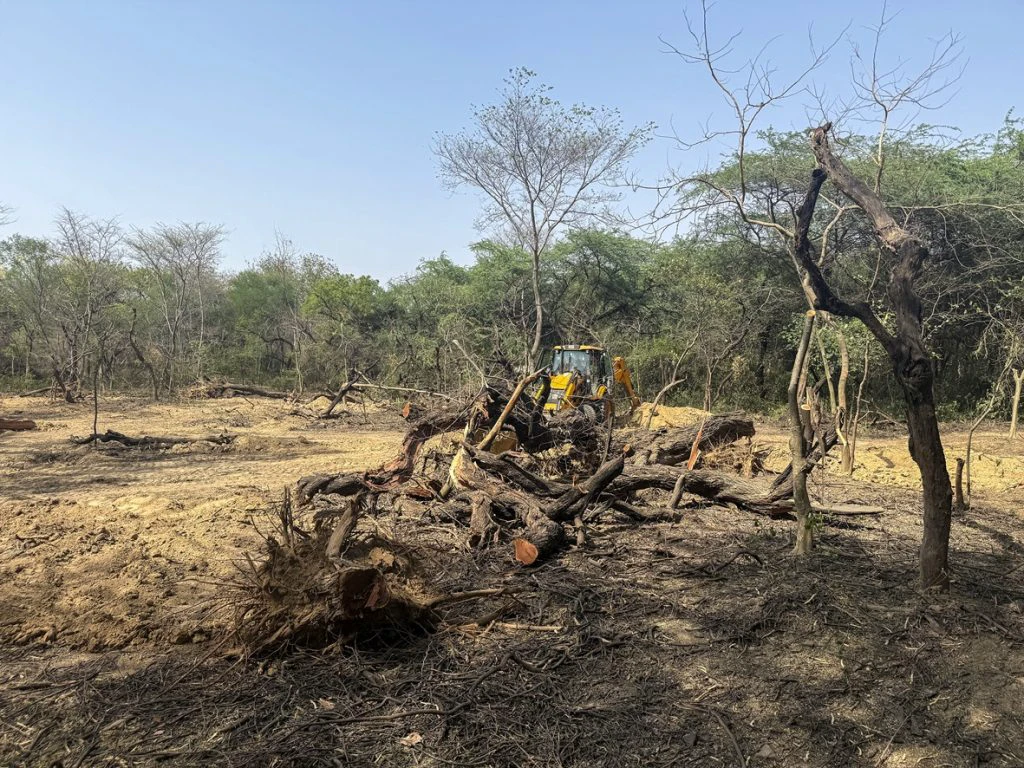 JCBs and Chemicals Are Threatening Termites, the Hidden Engineers of ...