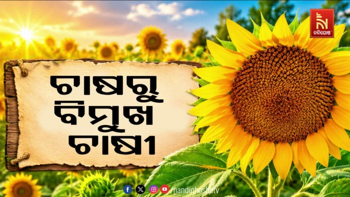 ସୂର୍ଯ୍ୟମୁଖୀ ଚାଷରୁ ବିମୁଖ ଚାଷୀ : ସରକାରୀ ପ୍ରୋତ୍ସାହନ ଅଭାବରୁ ଚାଷରୁ ଫେରାଇଲେଣି ...