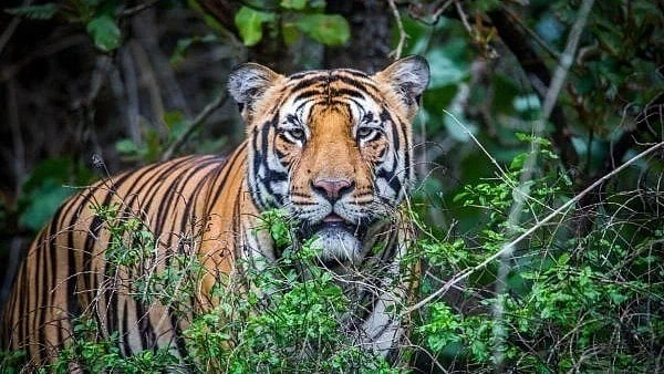 Big cats and monsoon mysteries | Dailyhunt