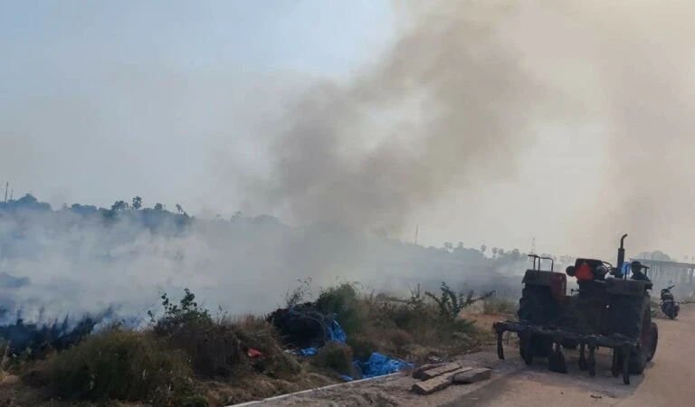 Stubble fires leave trail of death and environmental damage in ...
