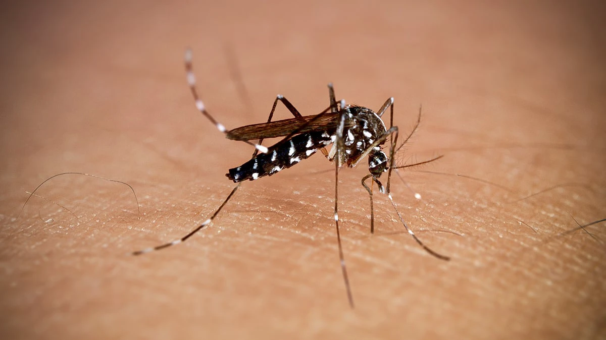 Dengue fever: Why early testing matters? | Dailyhunt