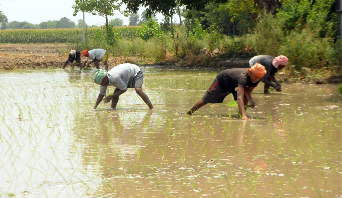 Labour shortage, water woes slow down paddy transplantation pace ...