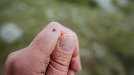 CDC Warns That Tick Bites Are Surging Across The US: What You Need to ...