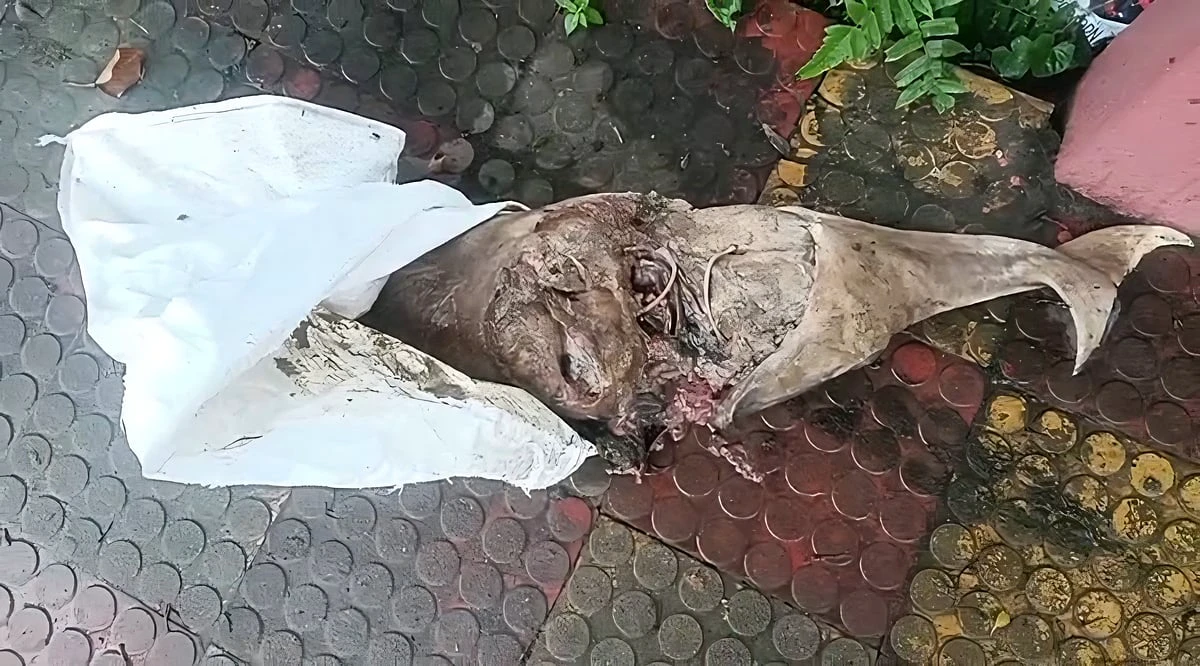 Assam: River dolphin carcass recovered near sand mining site in Boko ...