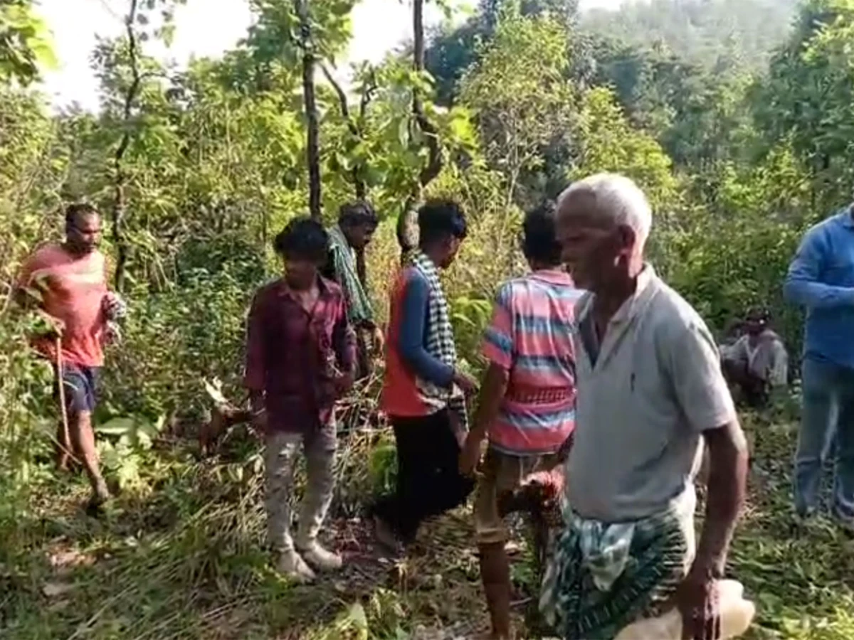 Odisha: Tiger attacks, kills villager in Mayurbhanj forest; gruesome ...