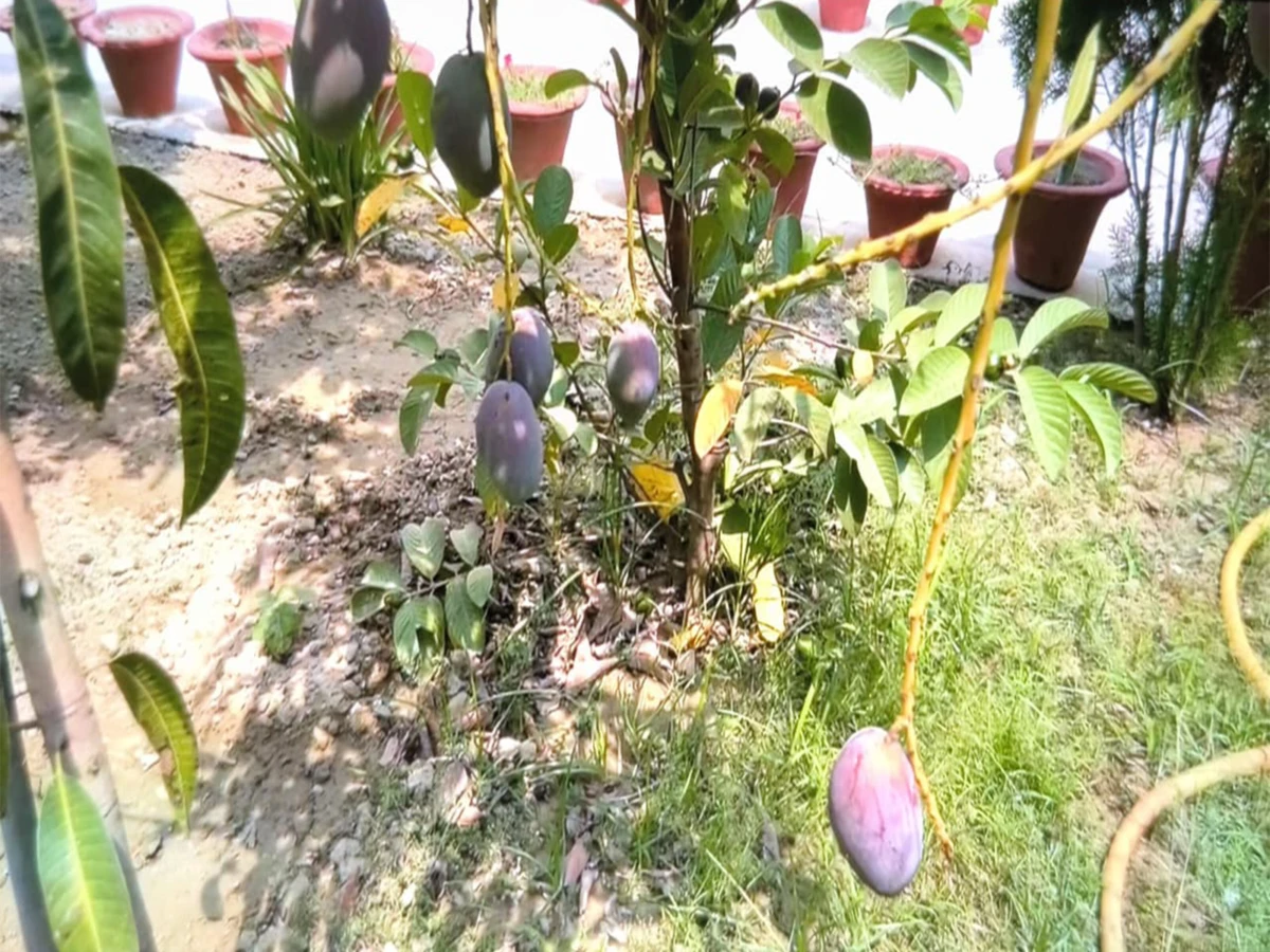 Ayodhya farmer grows world's most expensive mango in home garden ...
