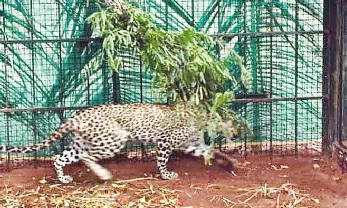 Leopard captured after 15-day operation | Dailyhunt