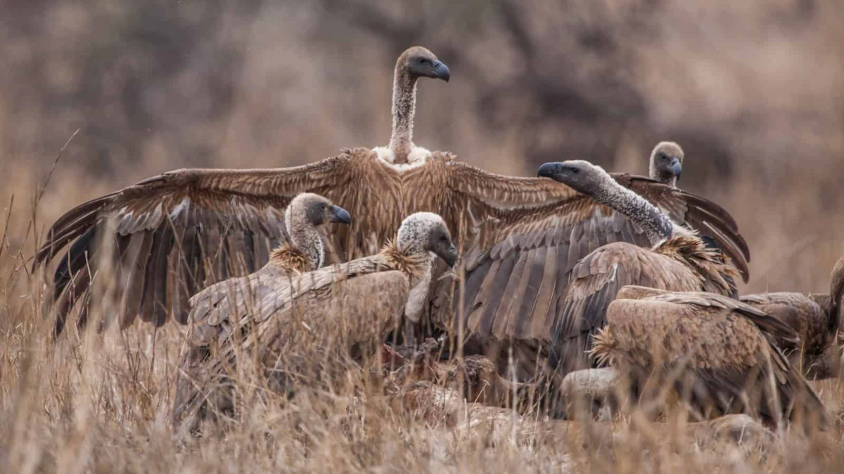 India's vultures are coming back, one tiger reserve at a time | Dailyhunt