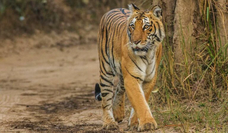 Tadoba Tiger Reserve to be closed for visitors for three months from ...
