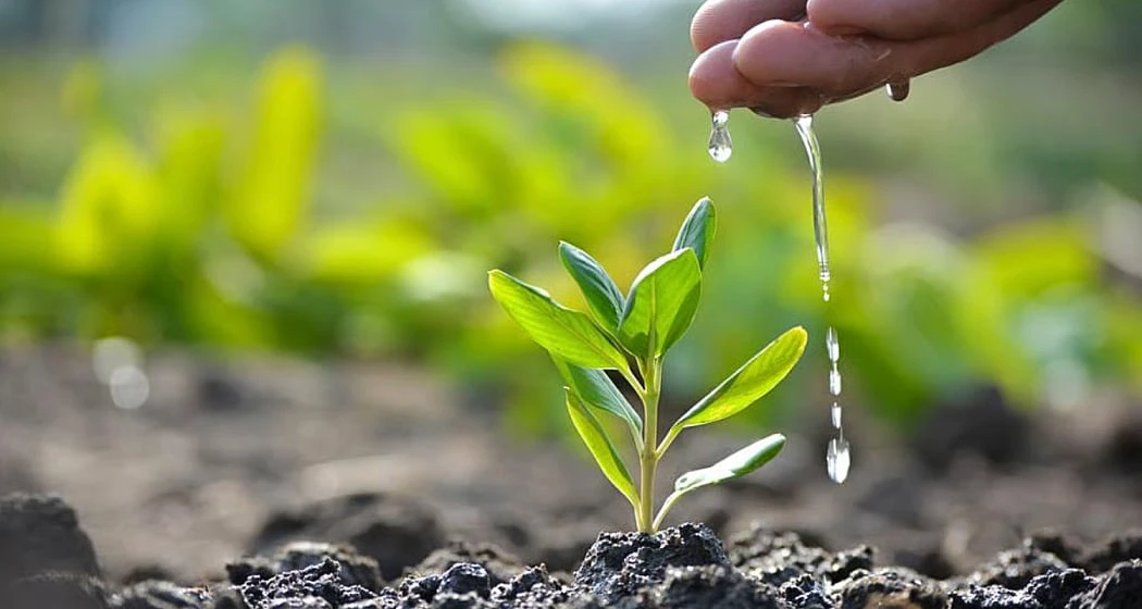 BJP Leads Statewide Plantation Drive, Plants Over 1 Crore Saplings on ...