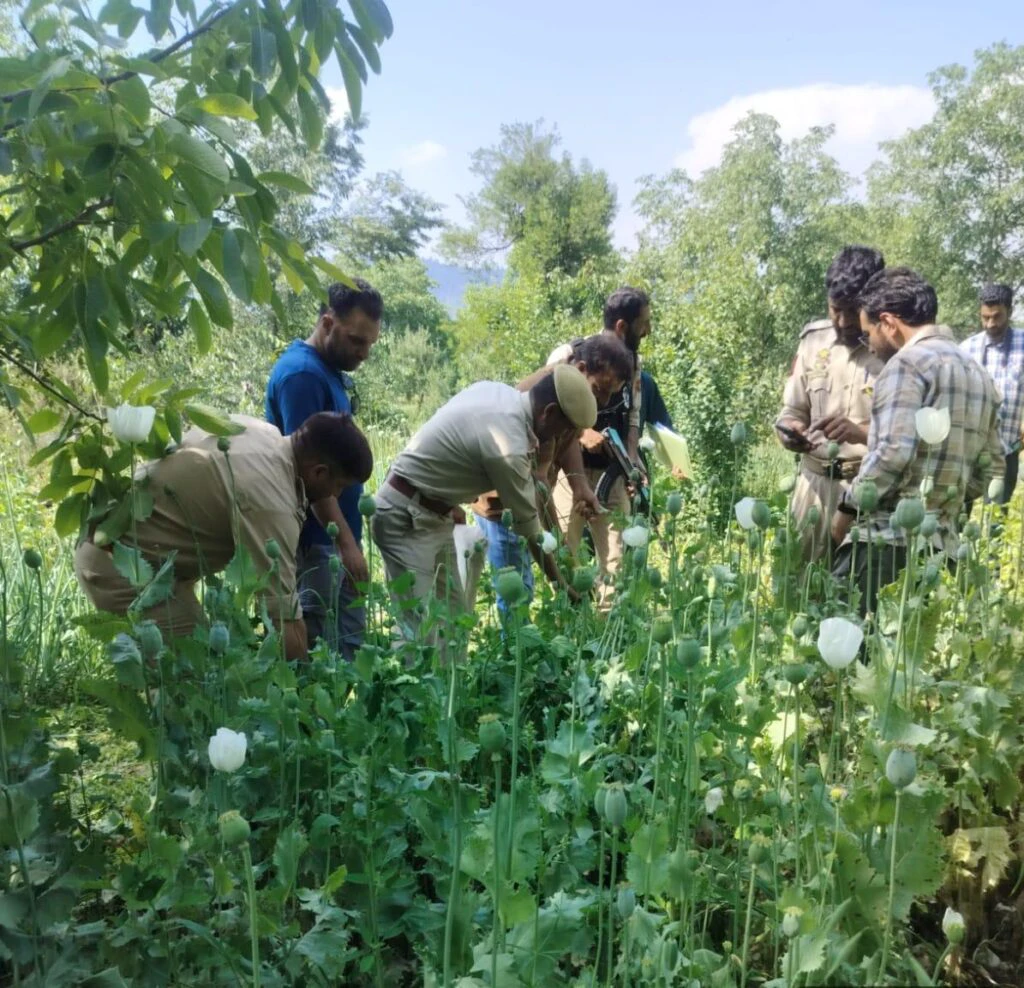 Excise Department continues crackdown on illicit poppy cultivation in ...