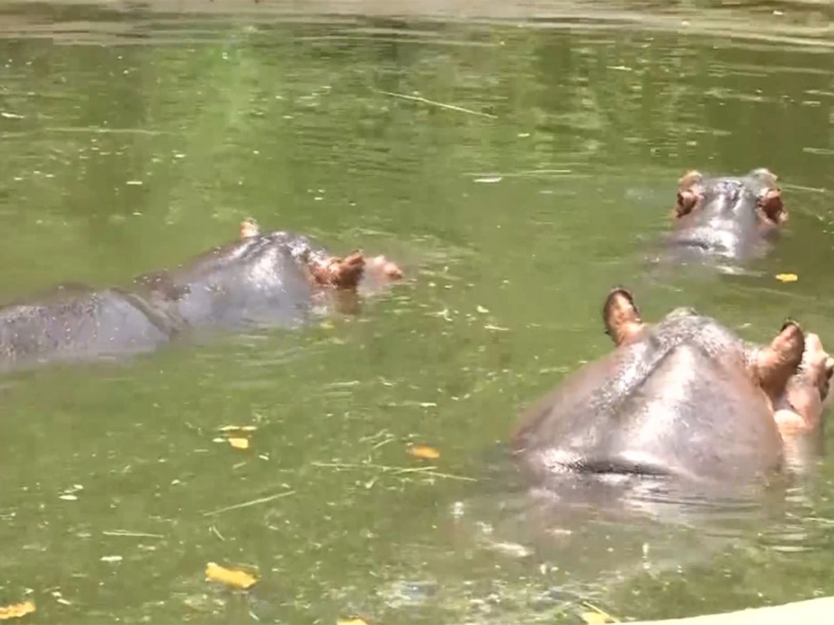 Amid heatwave, Ranchi zoo introduces coolers, bathing tubs and fruits ...