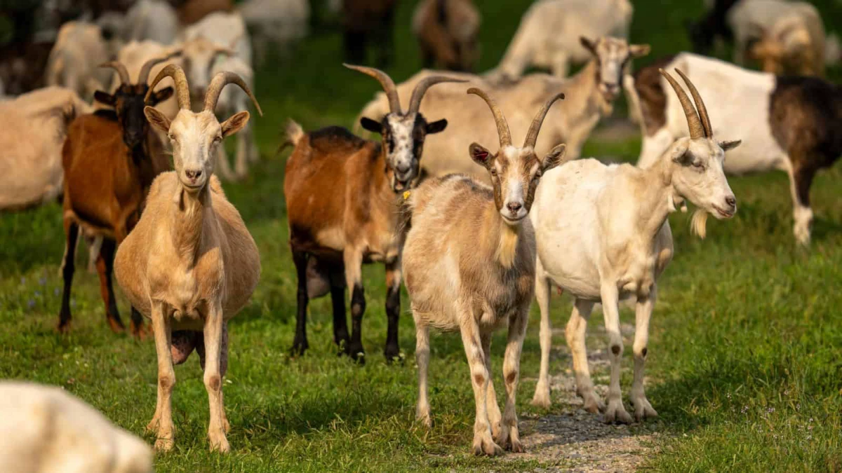 Bakrid scam: Fake payment apps used to dupe livestock sellers in ...