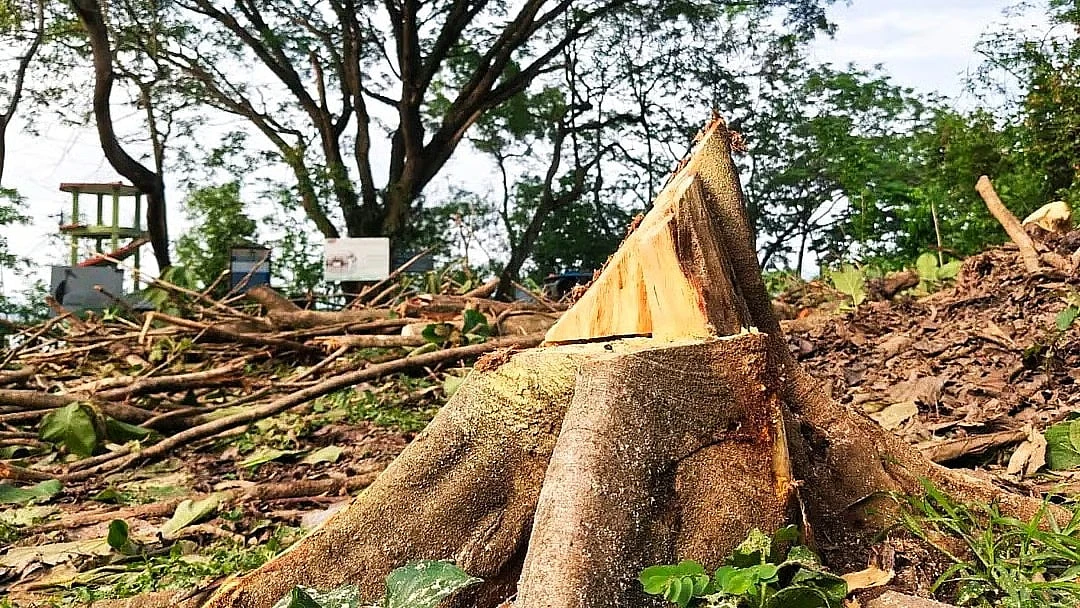Tree-felling concerns | Dailyhunt