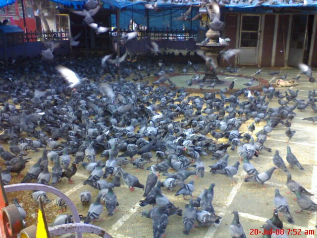 Why Has Mumbai's Crackdown on Pigeon Feeding Nearly Stalled? BMC ...