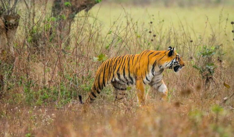 Tigress Zeenat gives birth to four cubs in Similipal Tiger Reserve ...