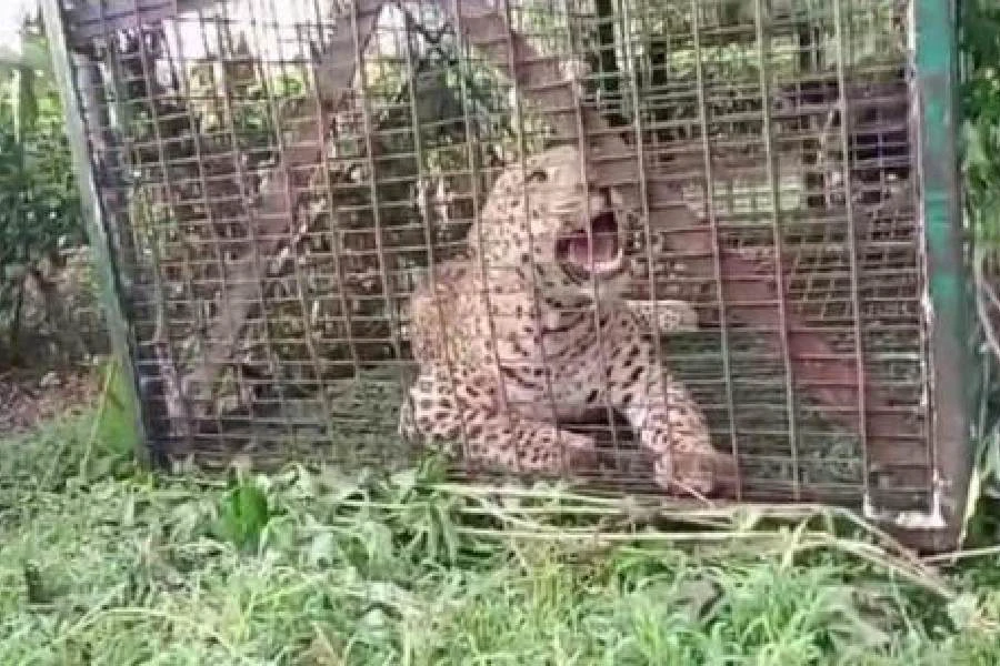 Thane: Injured male leopard rescued after 21-hour search operation ...