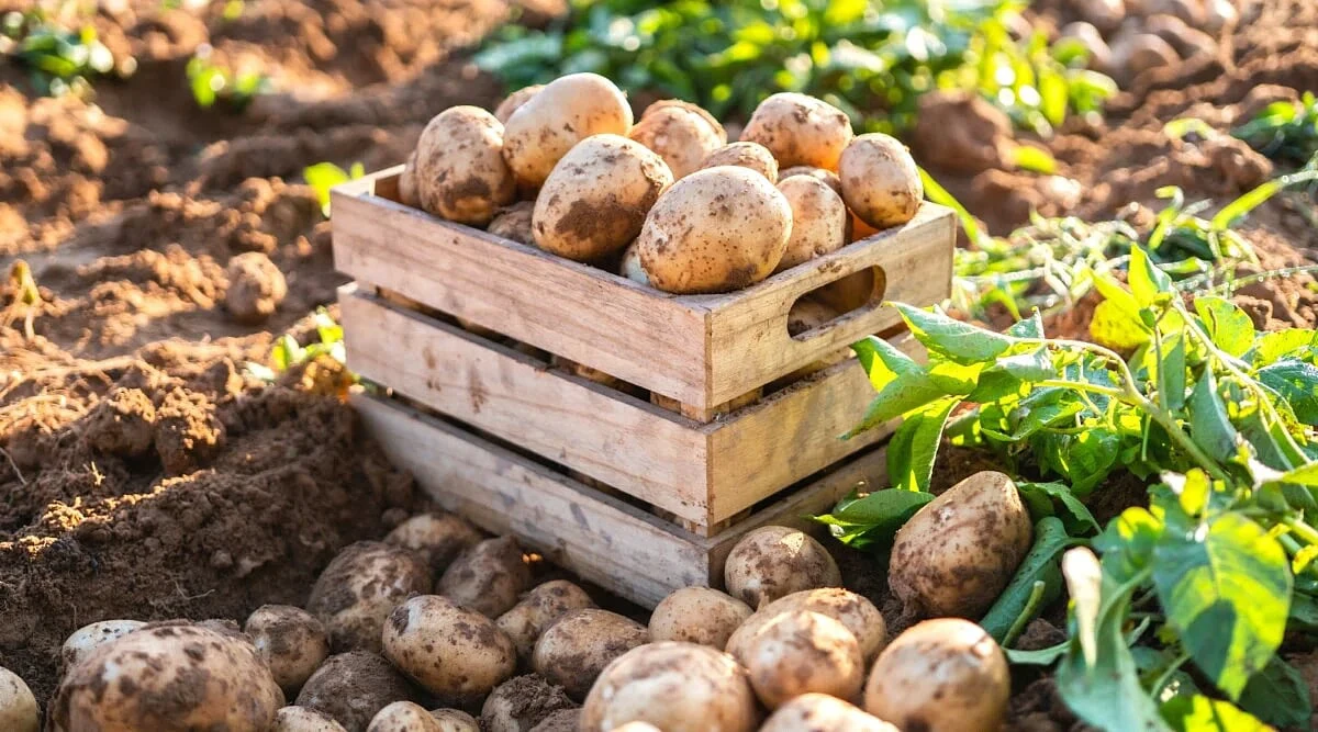 Assam's Potato Paradox | Dailyhunt