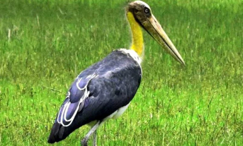 Assam: Lone Lesser Adjutant Stork sighting at Bill Pathar raises ...