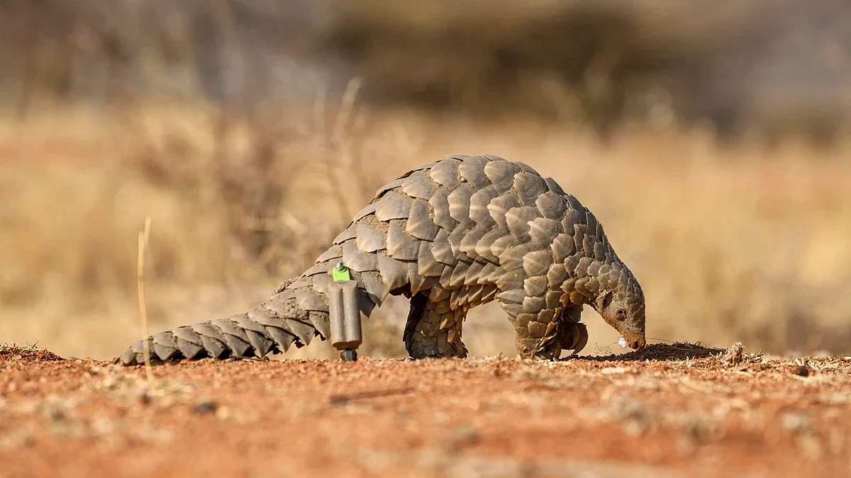 Rare species of Pangolin rescued in joint SSB-WCCB operation at Indo ...