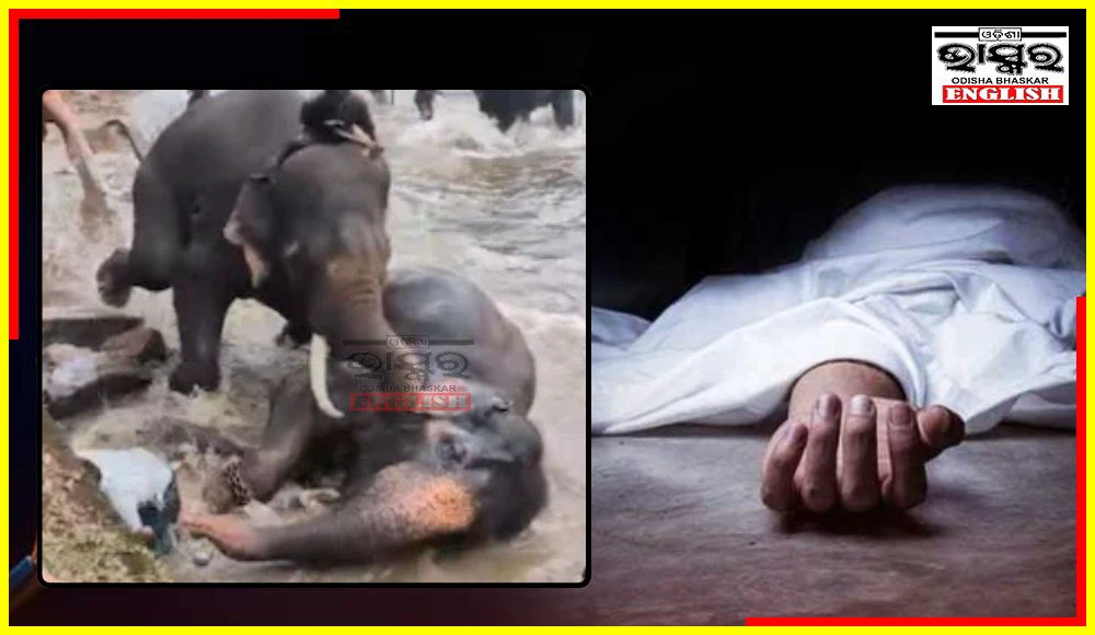 Chennai Tourist Woman Trampled to Death by Fighting Elephants in ...
