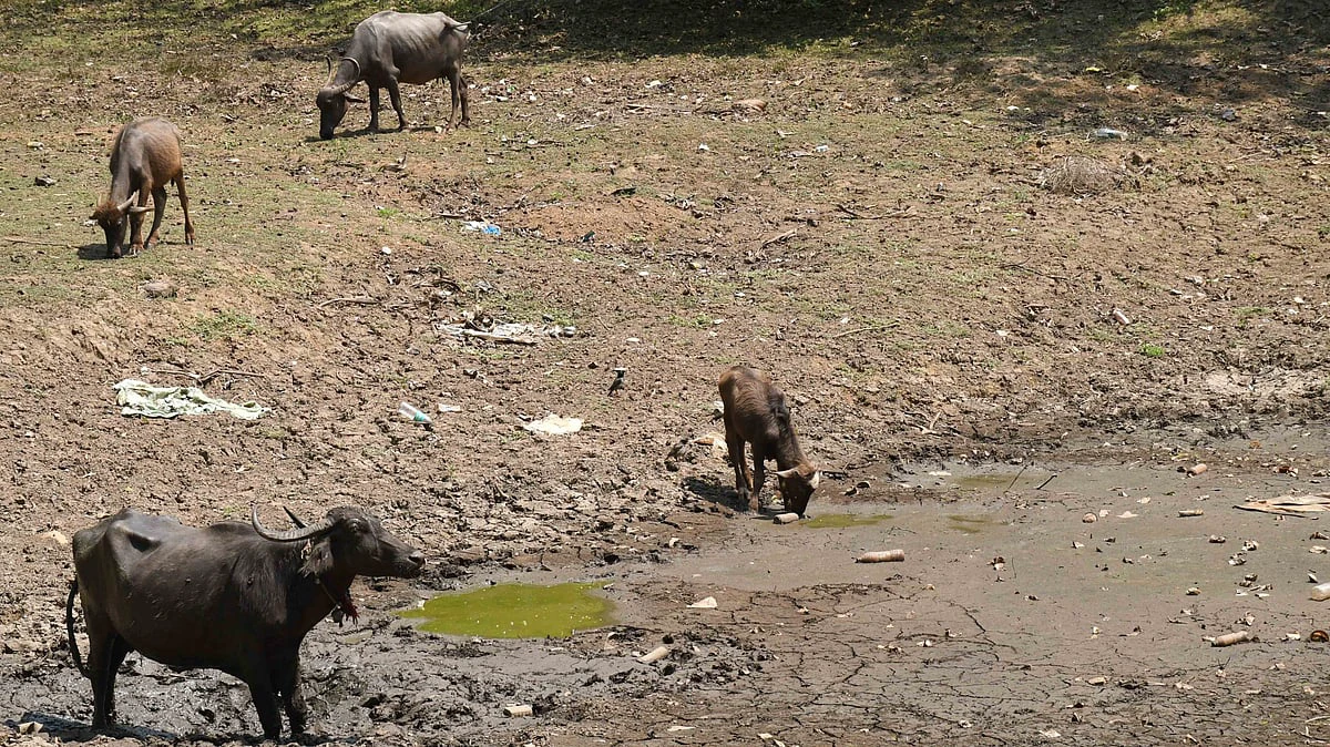 Shrinking water bodies in Karnataka's Dharwad district raise alarm ...