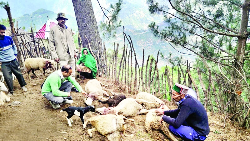 जंगली जानवर ने हमला कर मार डालीं आठ भेड़ें - Divya Himachal | Dailyhunt