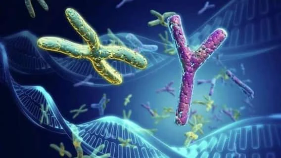 Is The Y Chromosome Disappearing? What It Means For The Future Of Males ...