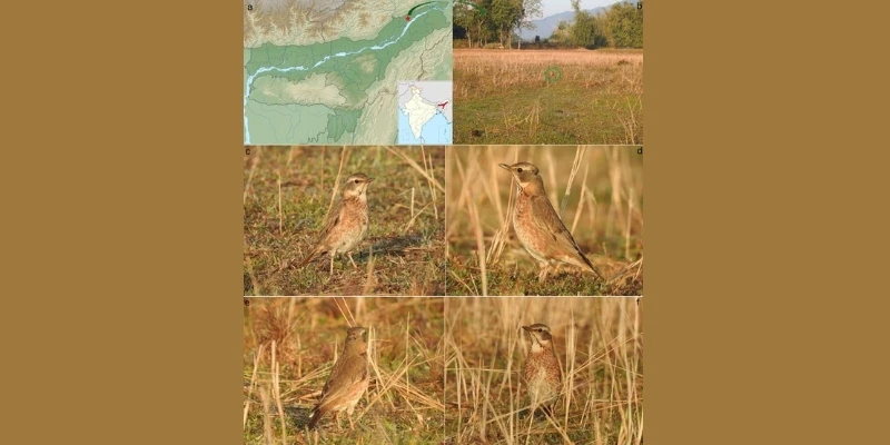 Rare Naumann's Thrush photographed in Assam for first time | Dailyhunt