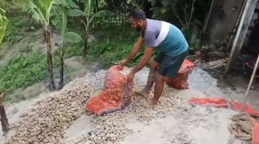 Potato Farmers in Majuli Face Crisis Amid Market Challenges | Dailyhunt