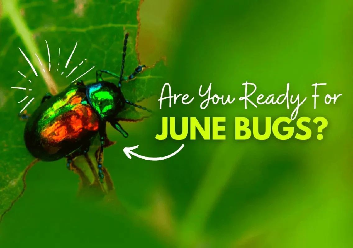 June bugs may look harmless, but their larvae can damage lawns | Dailyhunt