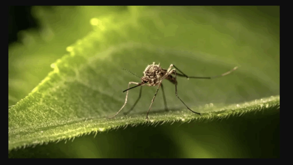 Google-Backed Firm Will Release 6.4 Crore Mosquitoes To Curb Diseases ...