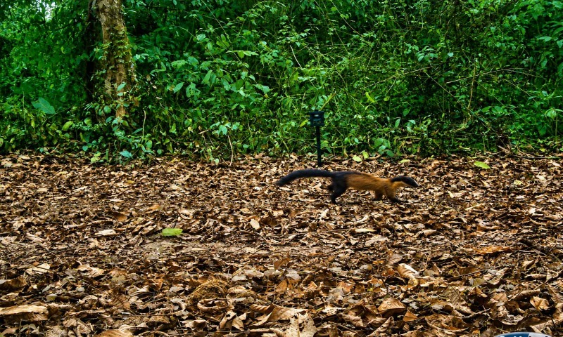 Elusive yellow-throated marten recorded in Assam's Kaziranga for the ...