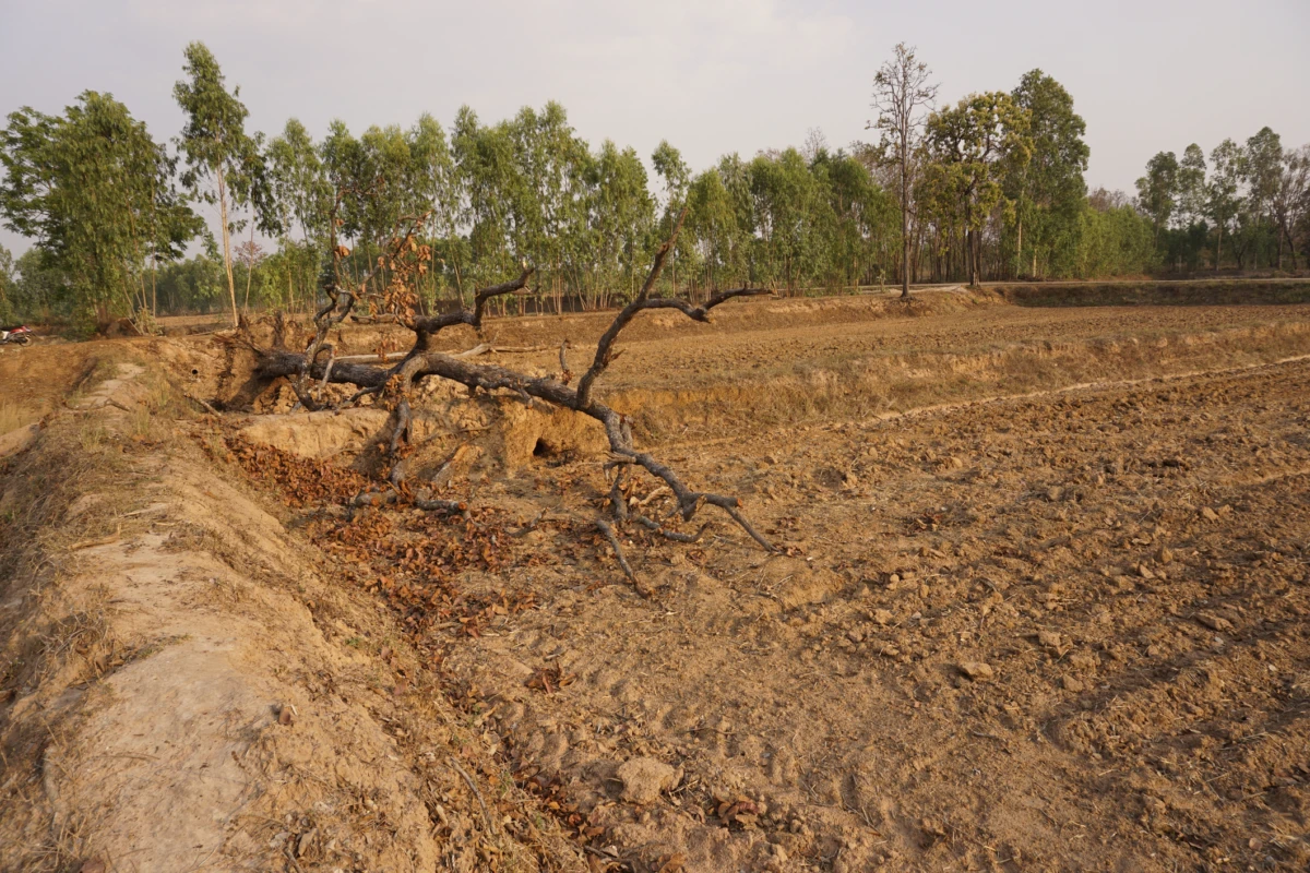 World Environment Day: Forest Department awaits return of hundreds of ...
